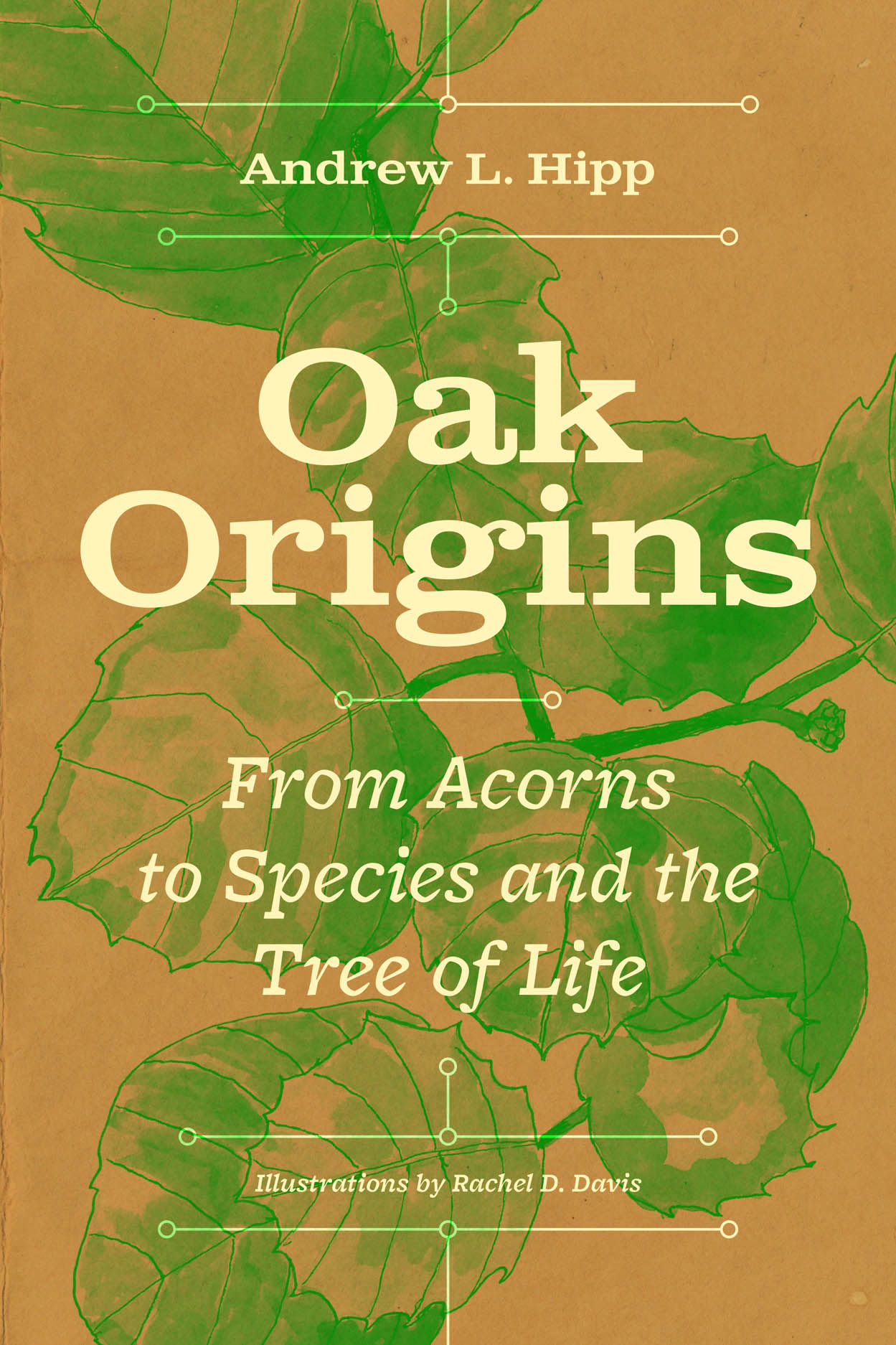 Oak Origins: From Acorns to Species and the Tree of Life, Hipp, Davis ...