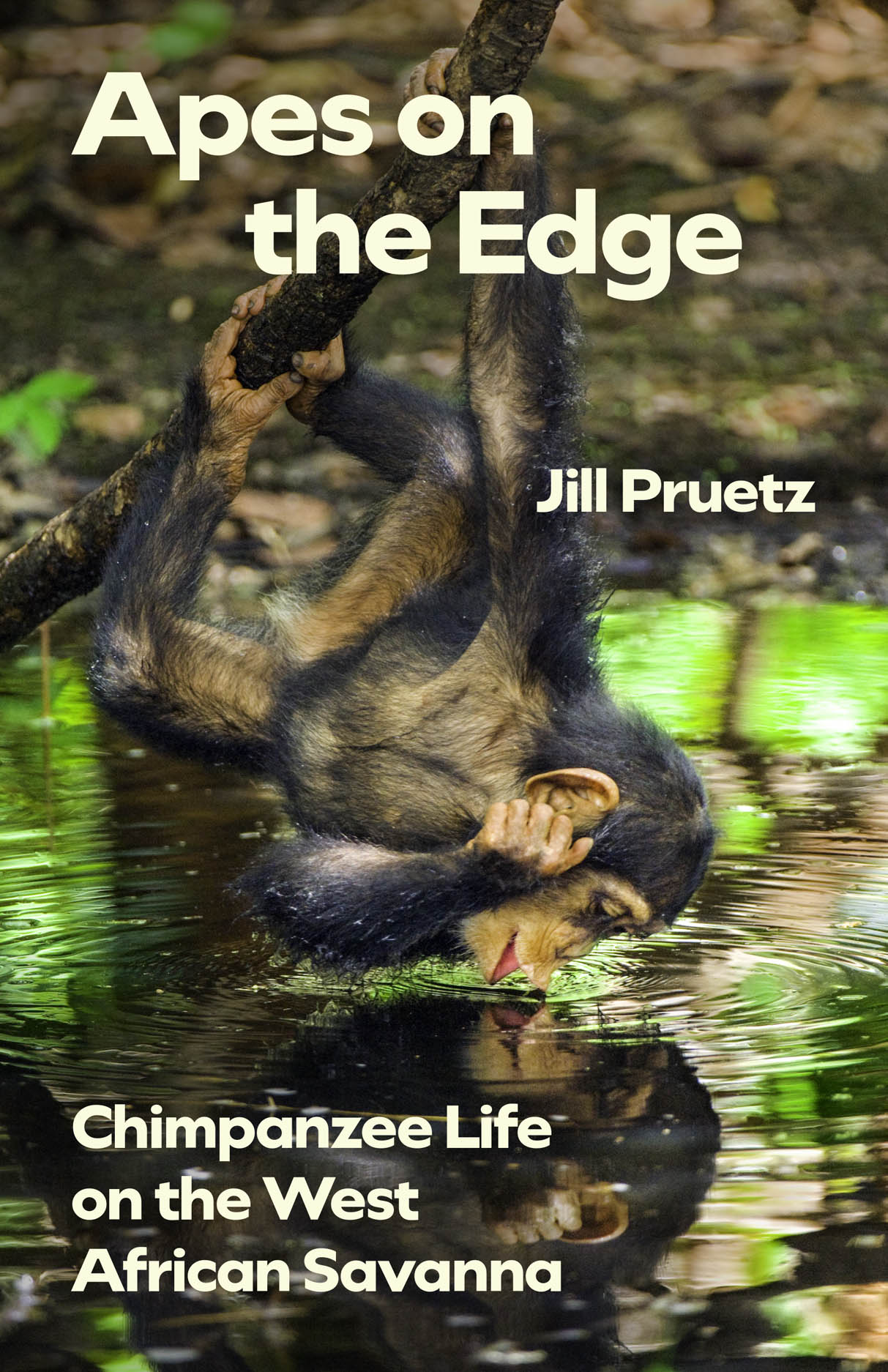 Apes on the Edge: Chimpanzee Life on the West African Savanna, Pruetz