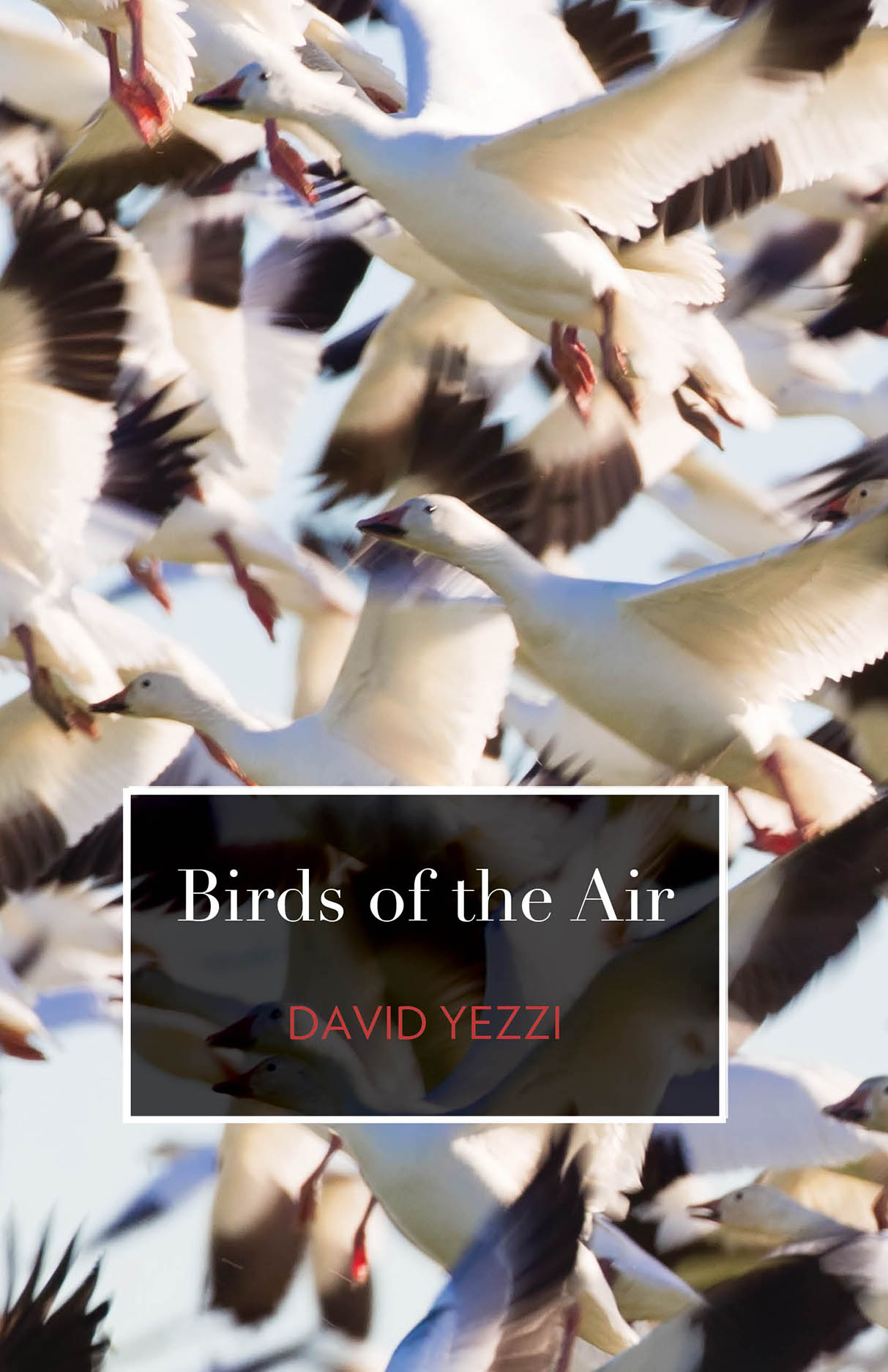 Birds of the Air, Yezzi