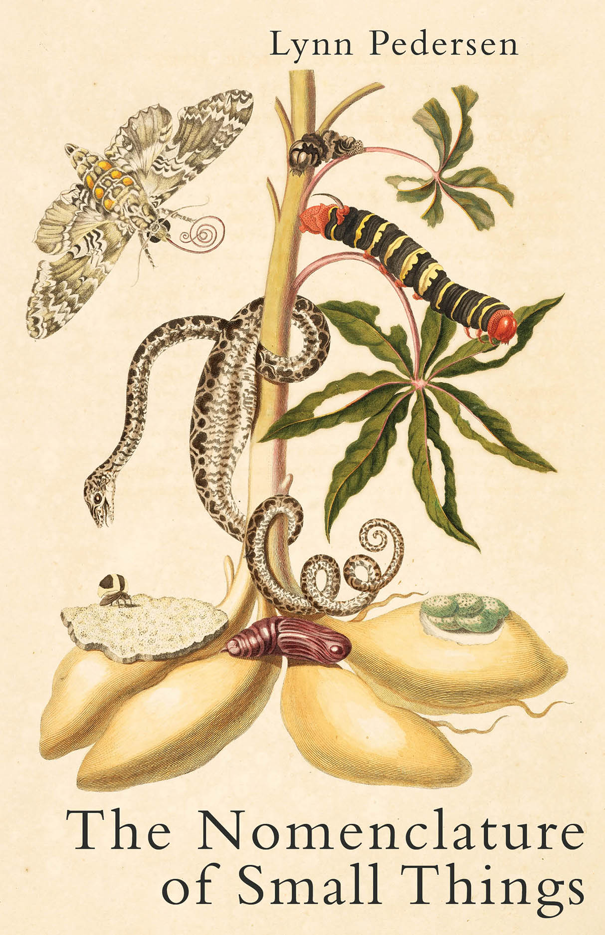 The Nomenclature of Small Things, Pedersen